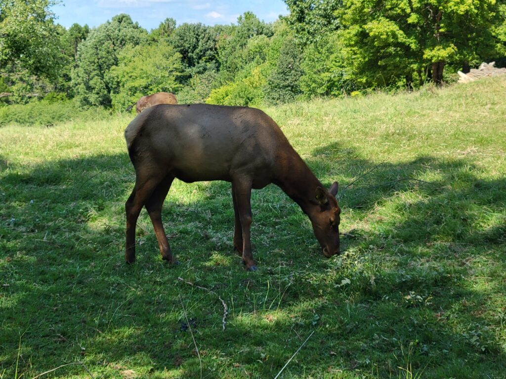 Best 30-06 Ammo for Elk Hunting