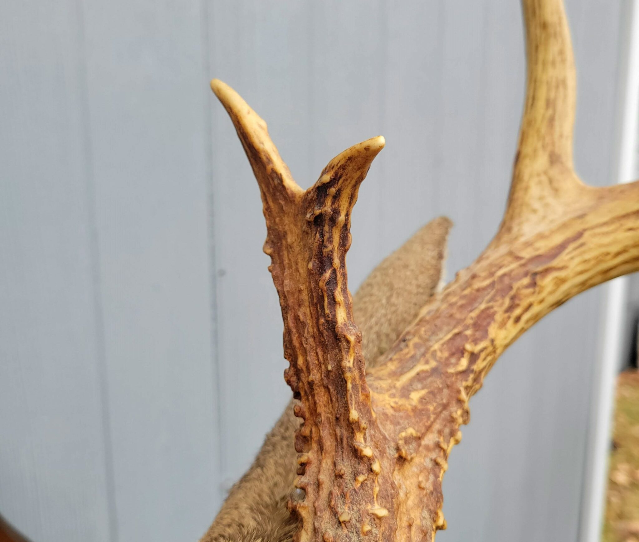 Size Matters: How to Score a Buck