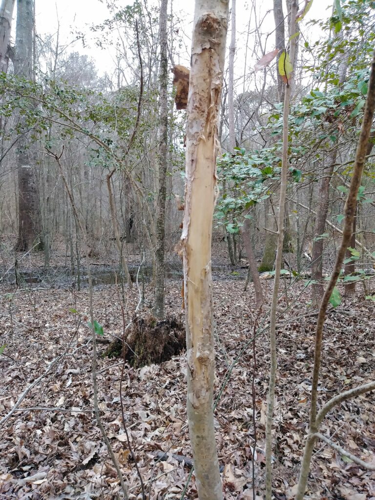 How to Find Deer - The Basics of Scouting