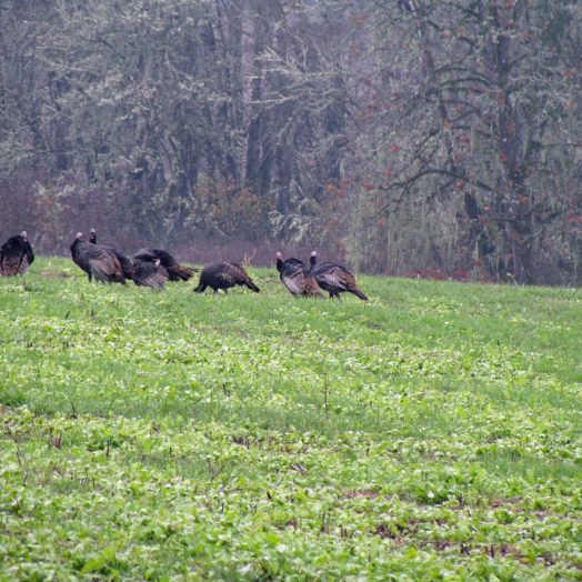 Where To Shoot A Turkey - A Guide for Hunters