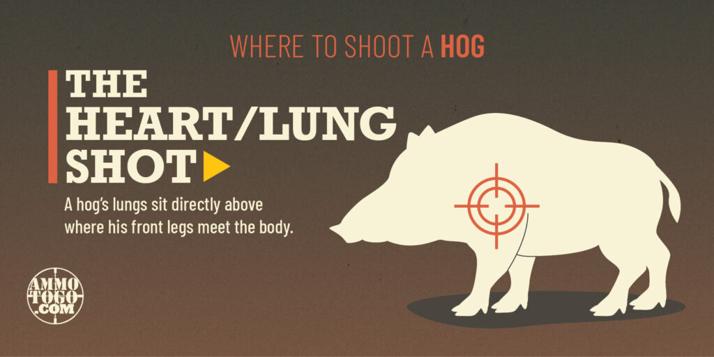 Where to Shoot A Hog - Let's Bag A Boar